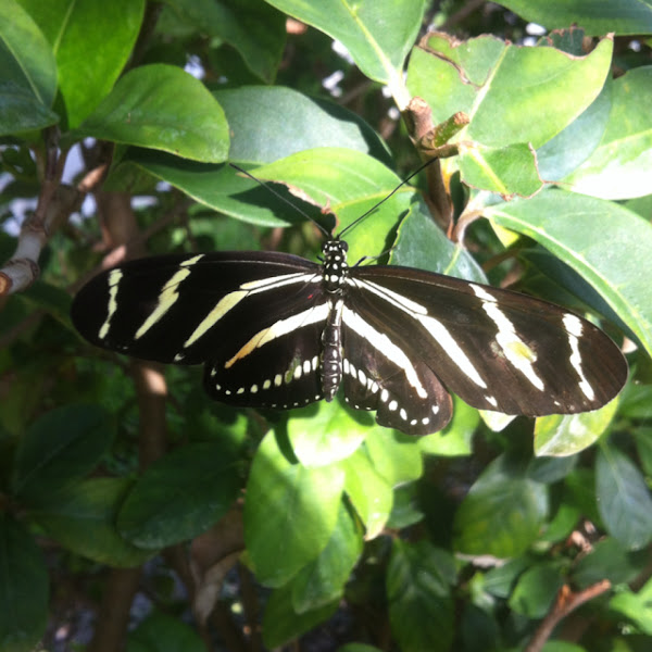 Zebra Longwing Butterfly | Project Noah