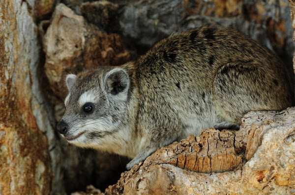 Rock Hyrax | Project Noah
