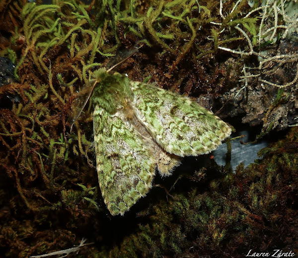 Moss Mimic Moth | Project Noah