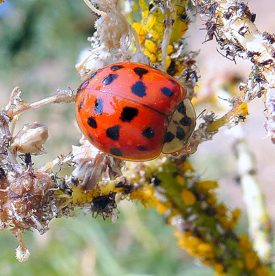 Asian Lady Bug | Project Noah