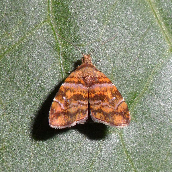 Metalmark Moth | Project Noah