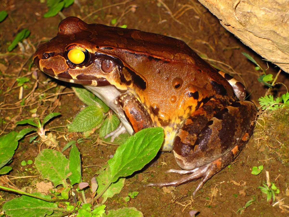 Smoky jungle frog | Project Noah