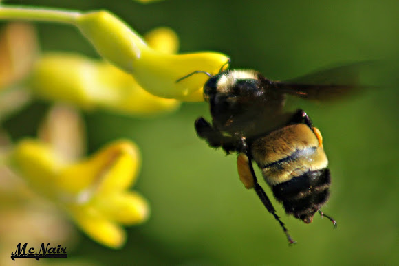 Bumble Bee | Project Noah