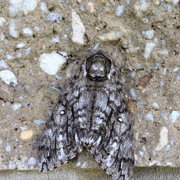 Waved Sphinx | Project Noah