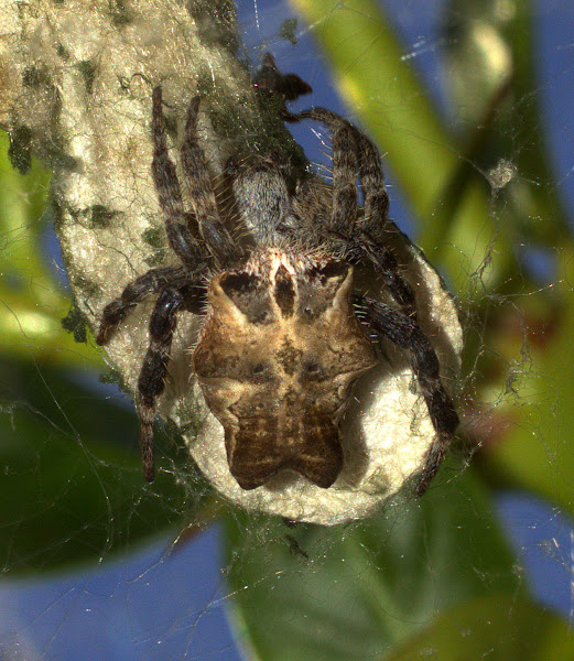 Tropical Tent-web Spider | Project Noah