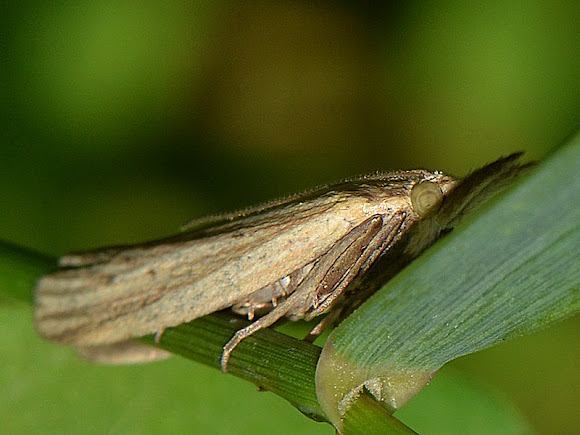 Unknown spotting | Project Noah