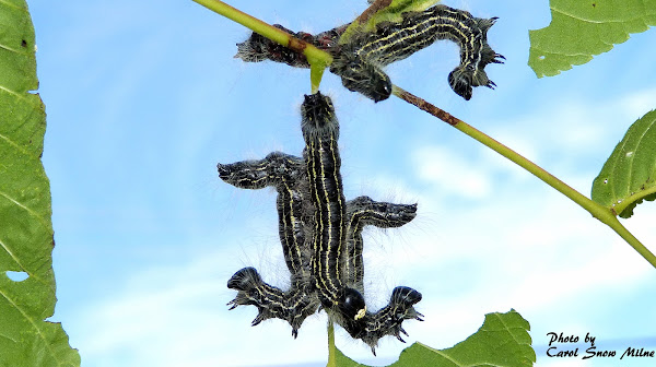 Angus Datana Moth Caterpillars | Project Noah