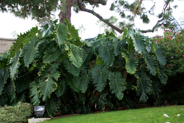 Elephant Ear | Project Noah