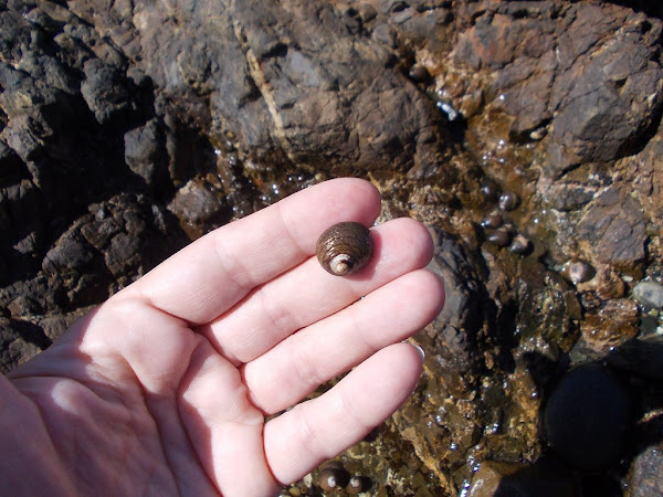 Spotted top shell | Project Noah