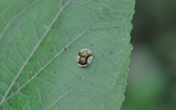 Clavate tortoise beetle | Project Noah