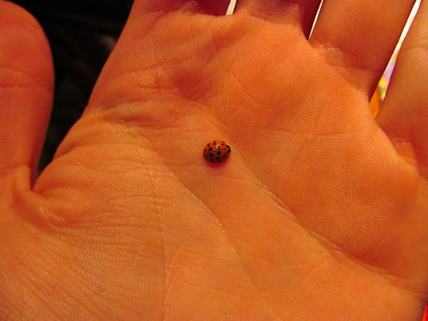 Under A Microscope: Multi-colored Asian Lady Beetle | Project Noah