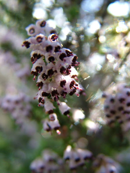 Plumehair Heath | Project Noah