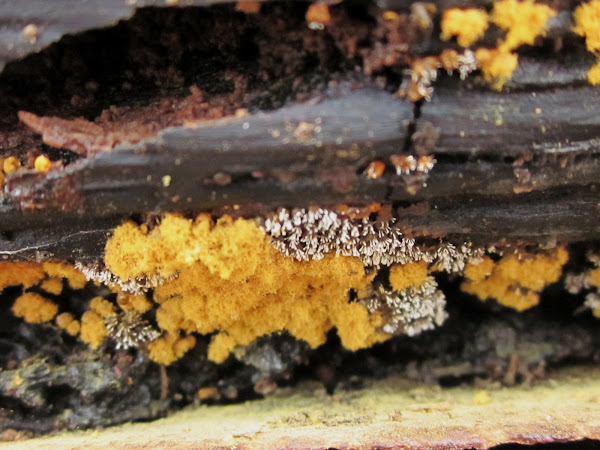 Trichia varia ripe | Project Noah