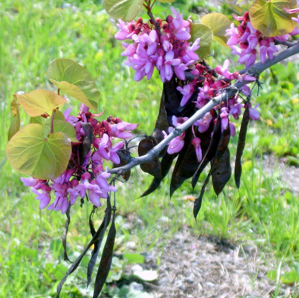 Western Red Bud. | Project Noah