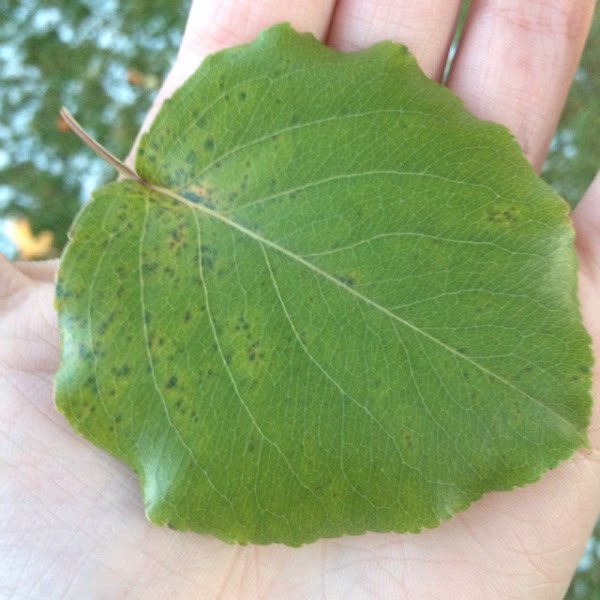 Cleveland pear tree | Project Noah