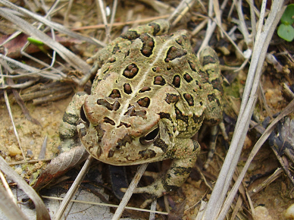 Fowler's toad | Project Noah