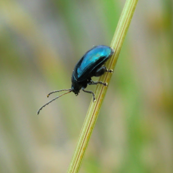 Metallic blue flea beetle | Project Noah