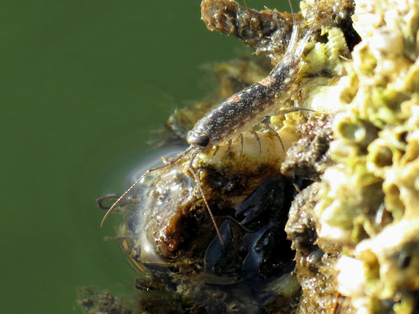 Sea slater | Project Noah