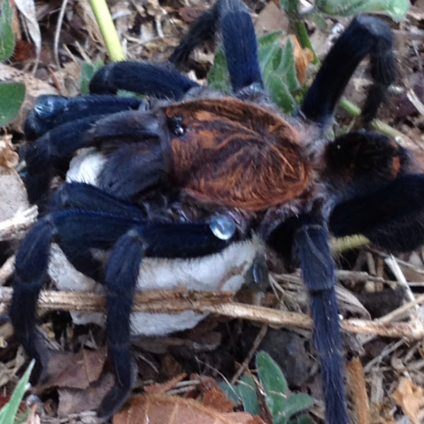 Costa Rican Suntiger Tarantula | Project Noah