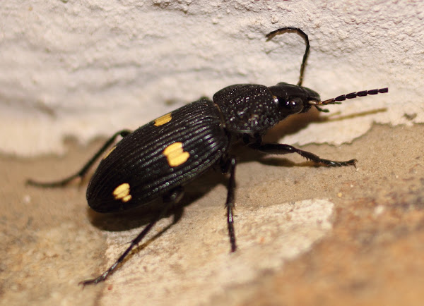Yellow-spotted Ground Beetle | Project Noah