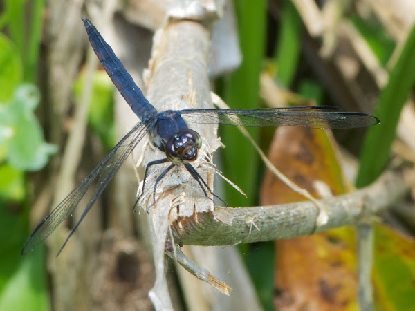 Slaty Skimmer dragonflies (males) | Project Noah