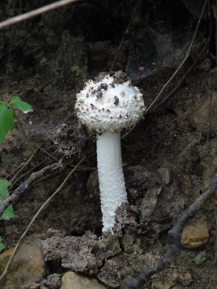 White Spiky Mushroom | Project Noah