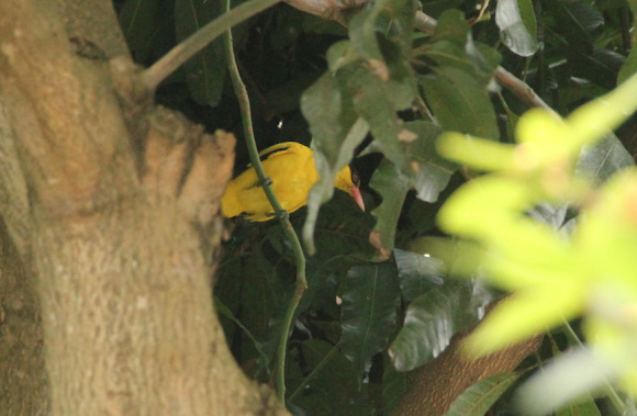 Black-naped Oriole | Project Noah