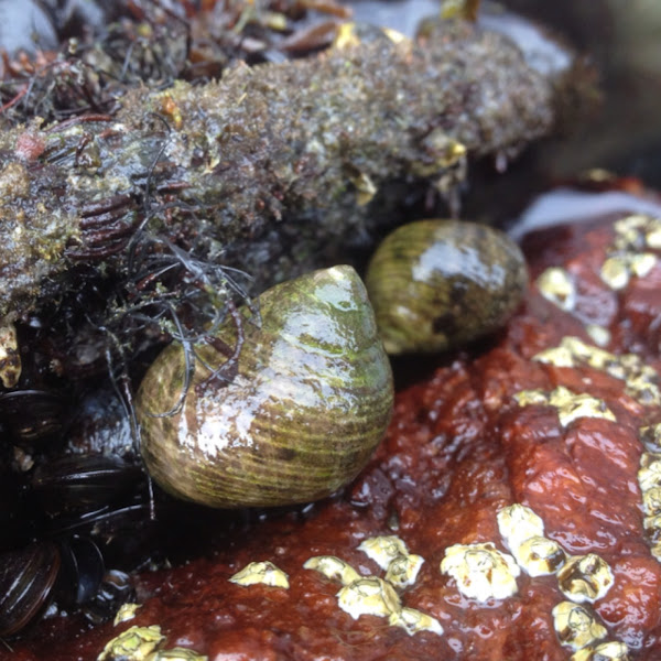 Common Periwinkle | Project Noah