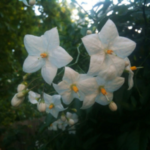 white potato plant | Project Noah
