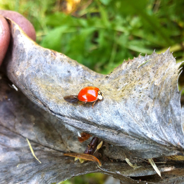 Multicolored Asian Lady Beetle (spotless variation) | Project Noah