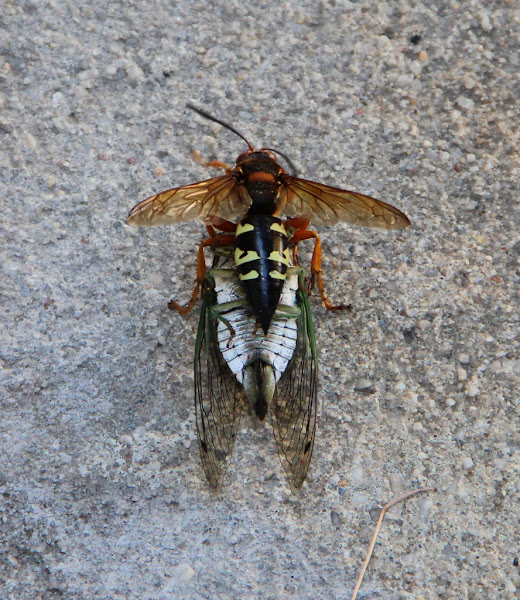 Cicada Killer Hornet | Project Noah