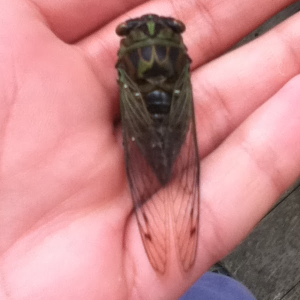 Cicada | Project Noah