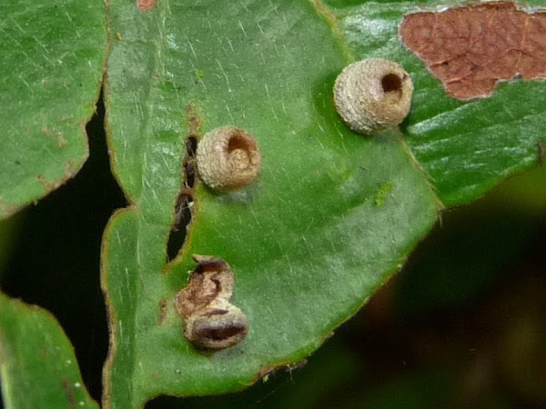 Insect Eggs | Project Noah