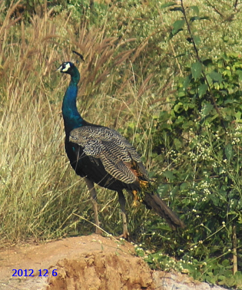 Peafowl | Project Noah