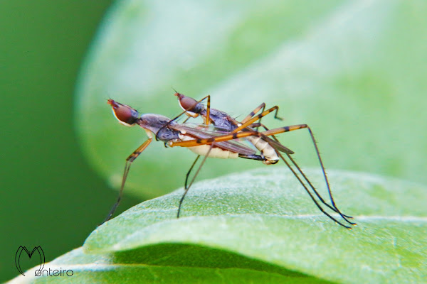 Neriid flies mating | Project Noah