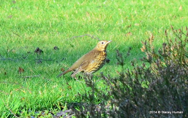 Song thrush | Project Noah