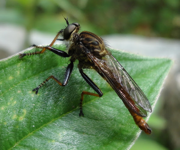 Robber fly | Project Noah