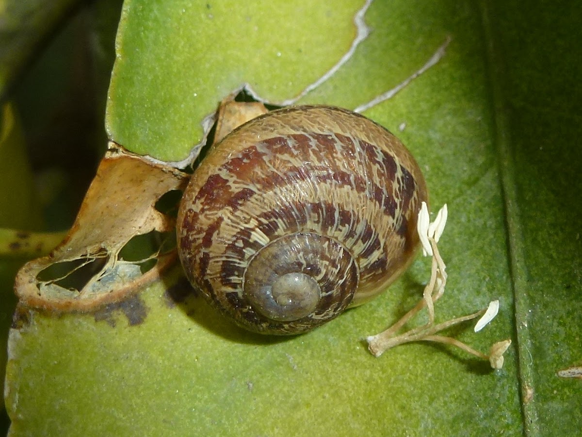 Garden Snail | Project Noah