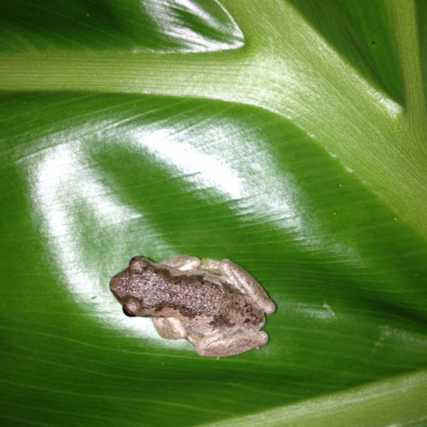 Bleating Tree Frog | Project Noah