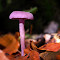 Amethyst Deceiver | Project Noah