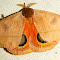 Automeris Moth | Project Noah
