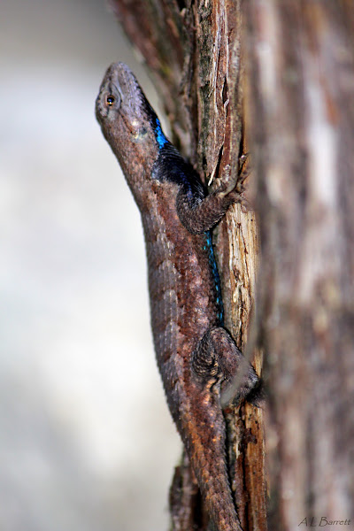 Prairie Lizard | Project Noah