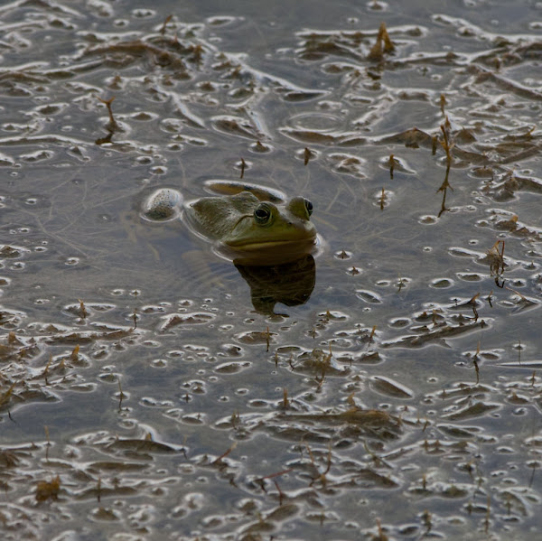 Pig Frog | Project Noah