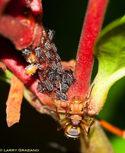 Treehopper Nymphs | Project Noah
