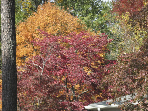 Dogwood (fall colors) | Project Noah