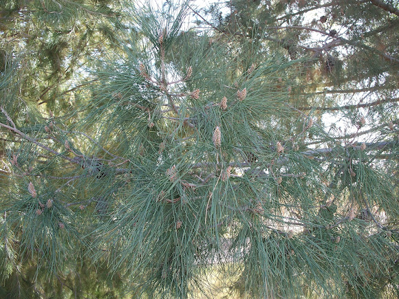 Afghan Pine | Project Noah