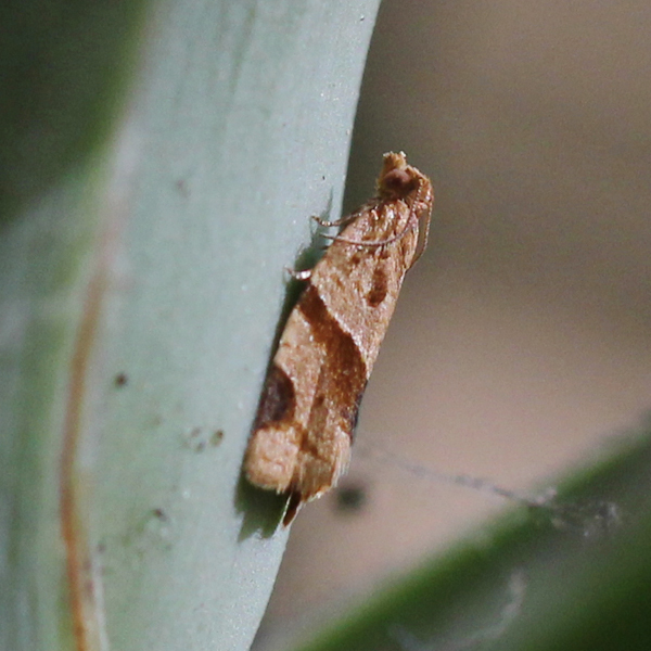 Garden Tortrix | Project Noah