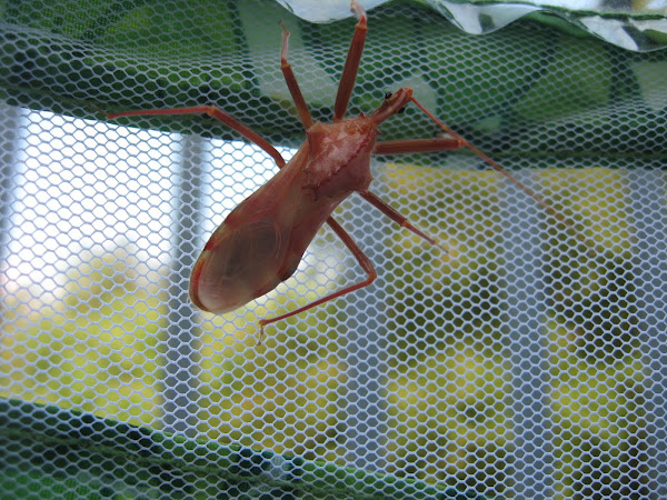 Wheel Bug after molt | Project Noah