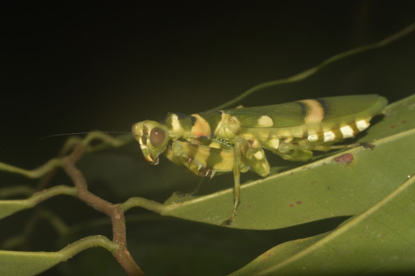 Banded Flower Mantis | Project Noah