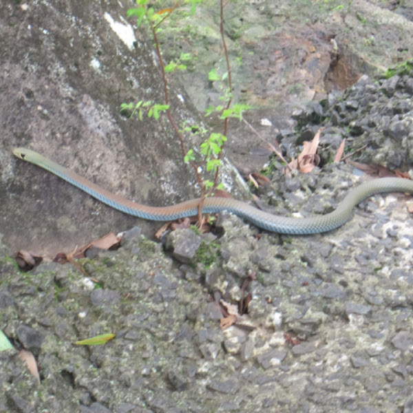 Yellow-faced Whip Snake | Project Noah